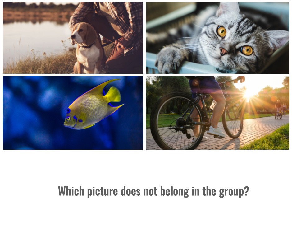 CAT4 Test - [2023] Parents & Students Guide + Sample Questions